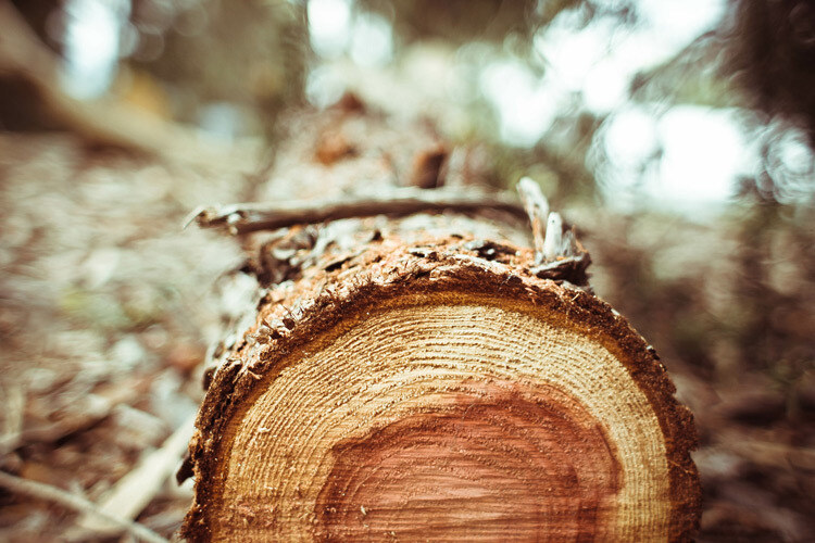 Optimizing the Harvest of Eastern White Cedar