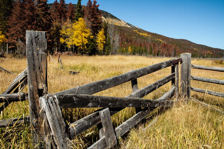The Evolution of Fences